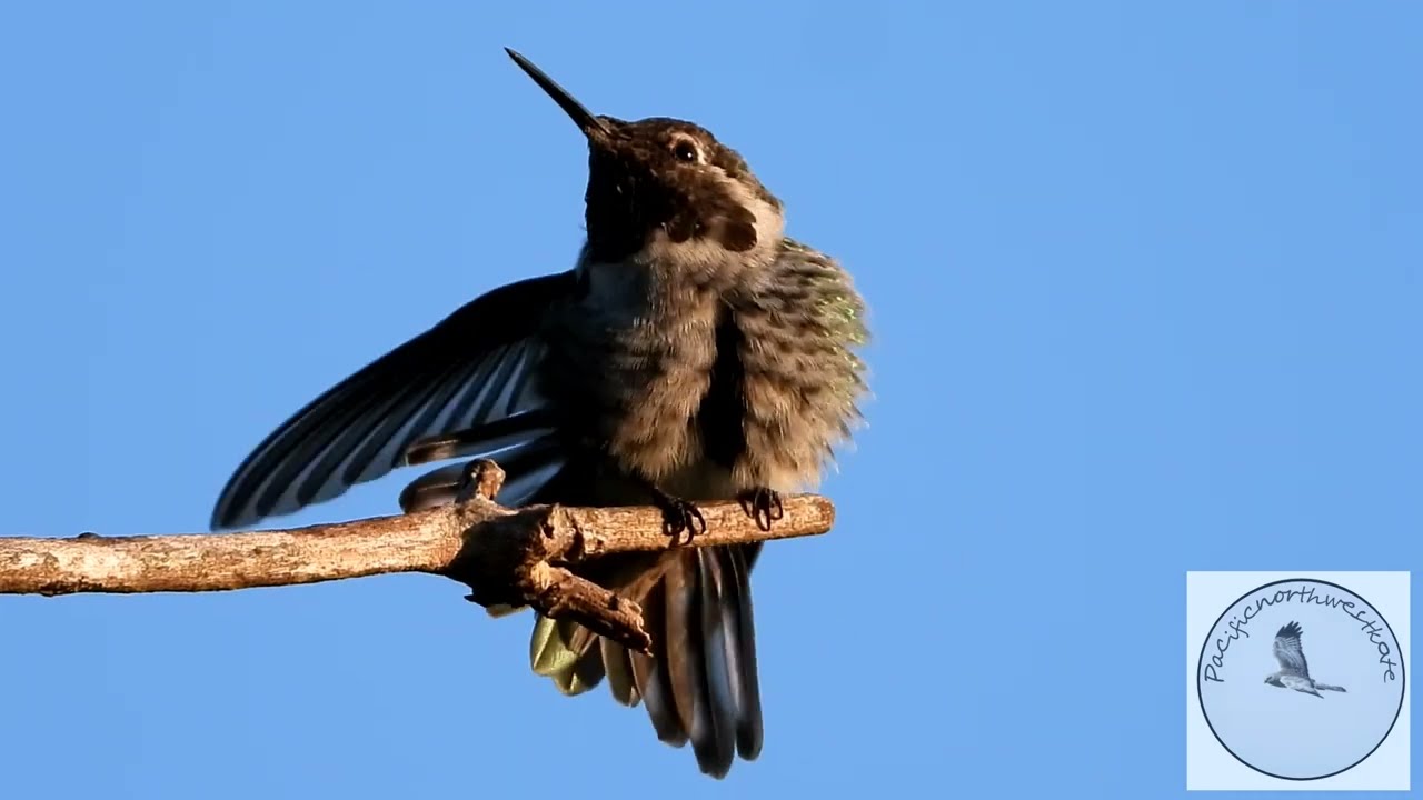 National (US) Hummingbird Day - YouTube
