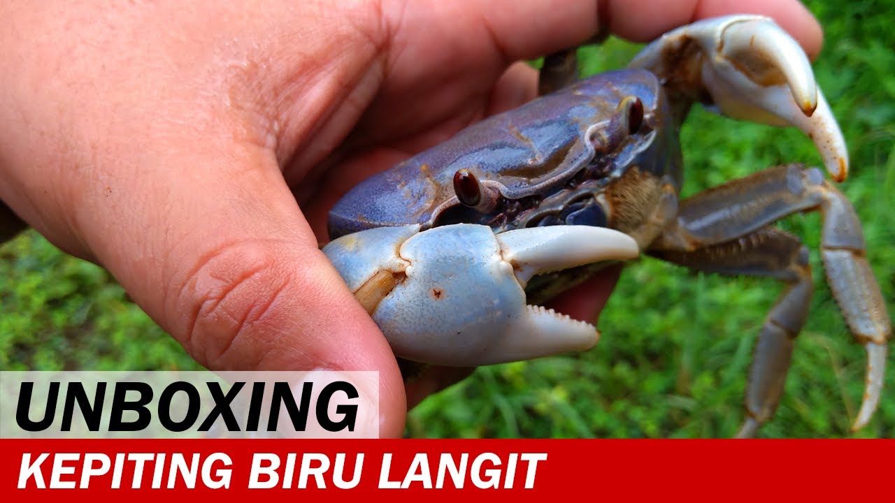 UNBOXING! Paket Kepiting Darat Berwarna Biru Langit | Unboxing ...