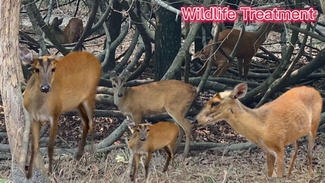 Red Muntjac waiting Food - YouTube