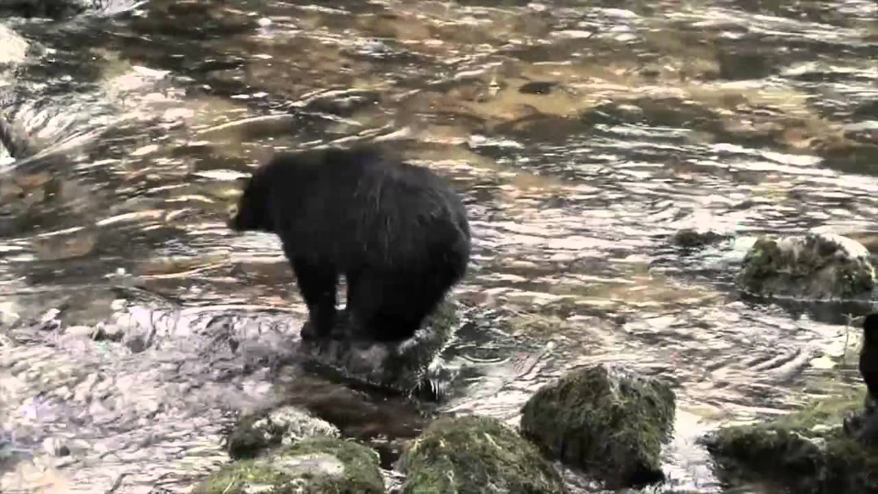 The Great Bear Sea - YouTube