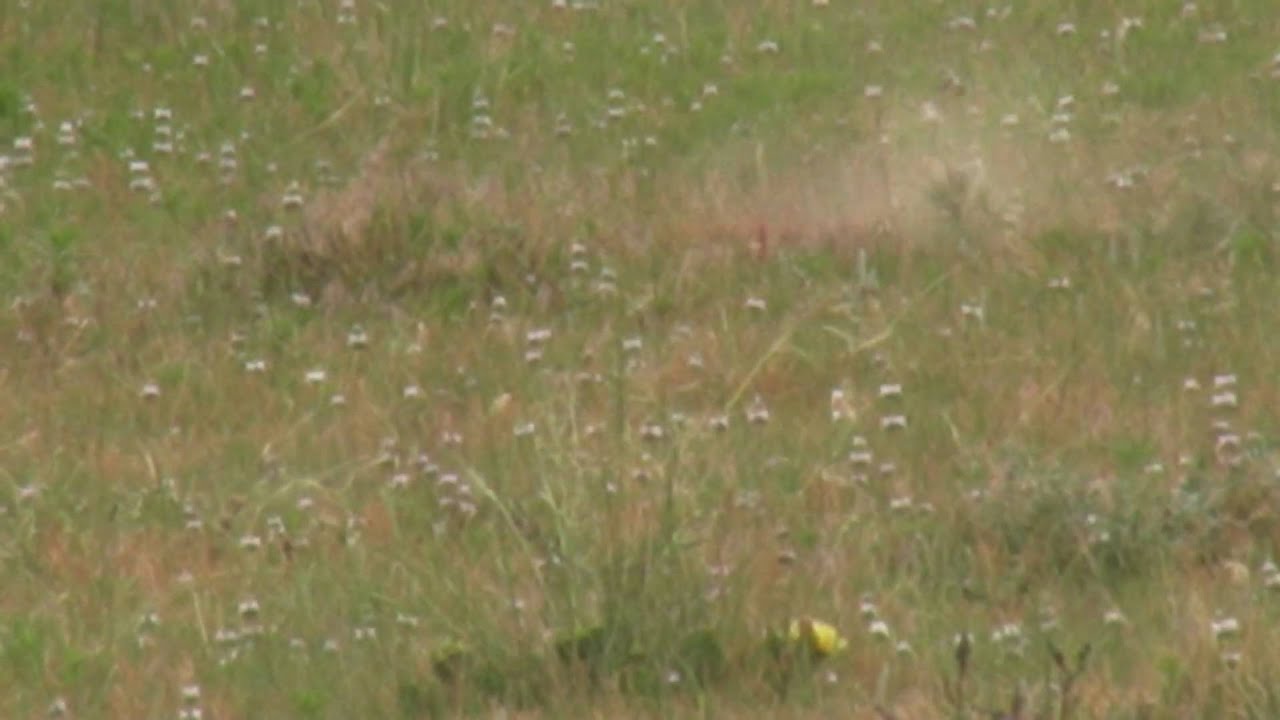 varmint cong meets mr vmax via a RRA AR15 - YouTube