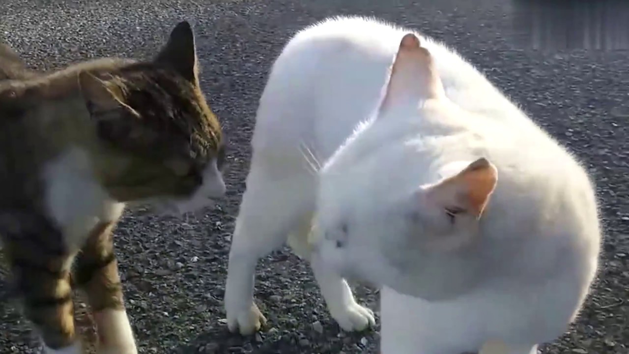 Dialogue two cats, like a pair of lovers - YouTube