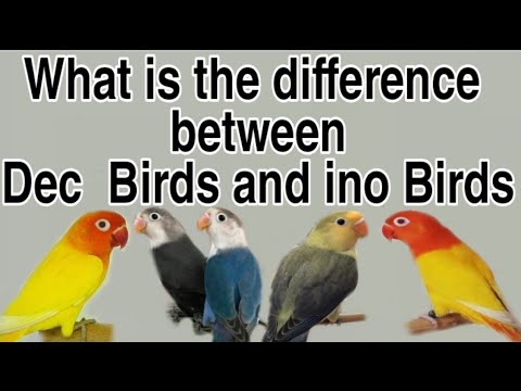 What is the difference between DEC, birds and INO, birds.| & what is ...