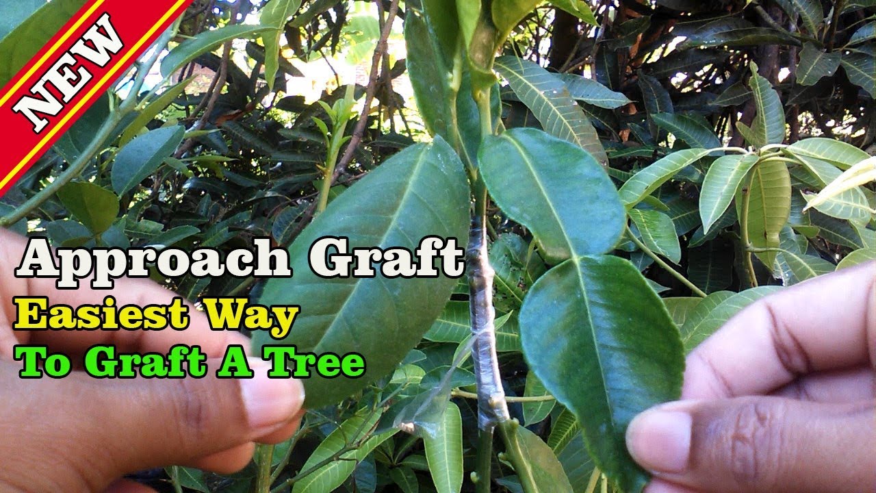 Approach Grafting Method Is Easiest Way to Graft A Tree by Grafting ...