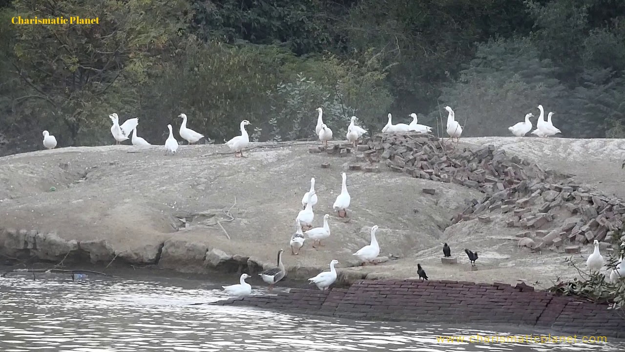 Ducks and Crow ! The Best Friend - YouTube