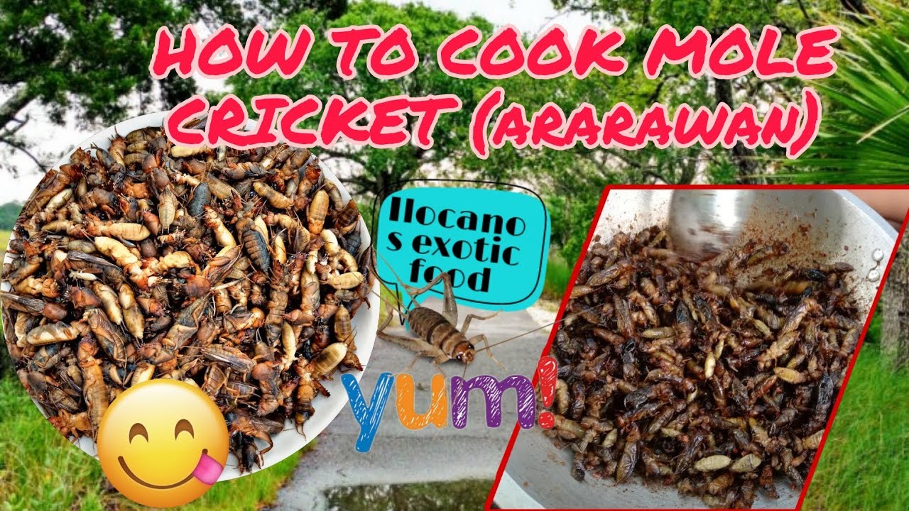 How to cook mole cricket or ararawan in ilocano - YouTube