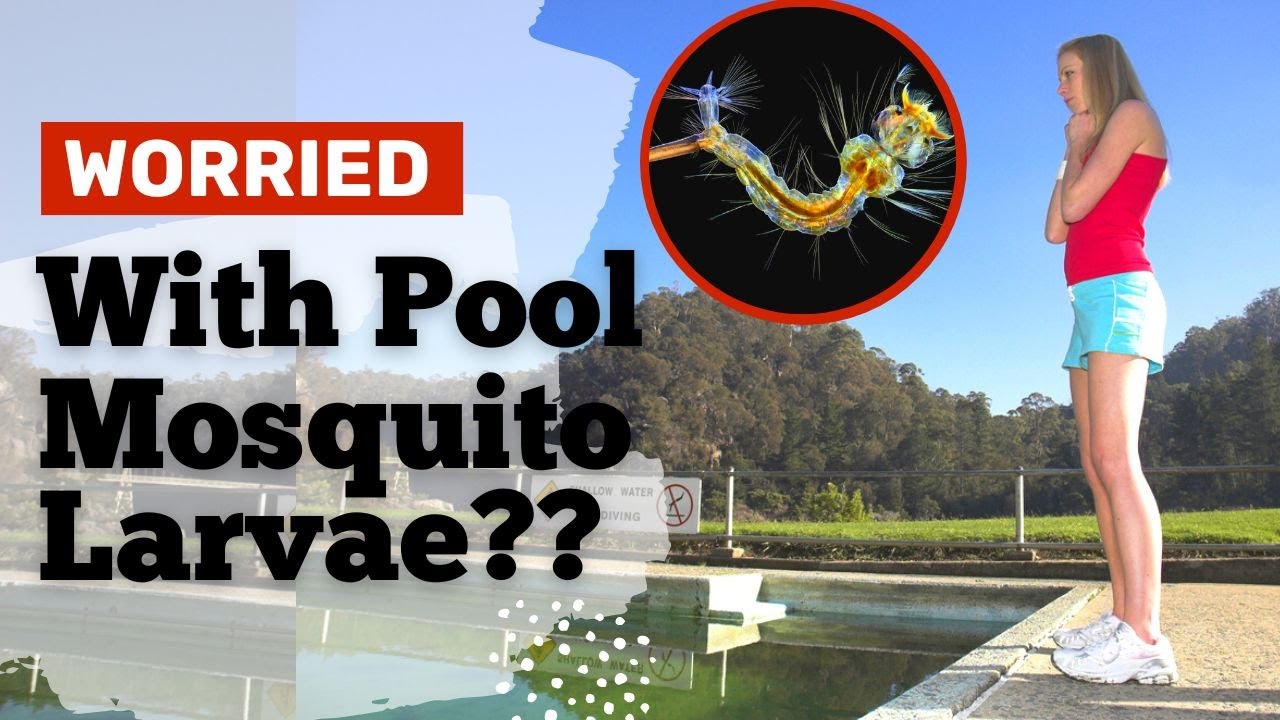 How To Kill Mosquito Larvae F