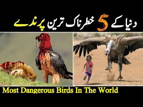 Top 5 Most Dangerous Birds In The World | Deadliest Birds On The Planet ...