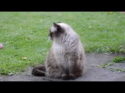 Funny Cat Video / Komik Kedi Videoları