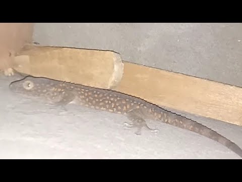 Giant Tuko at Home - YouTube