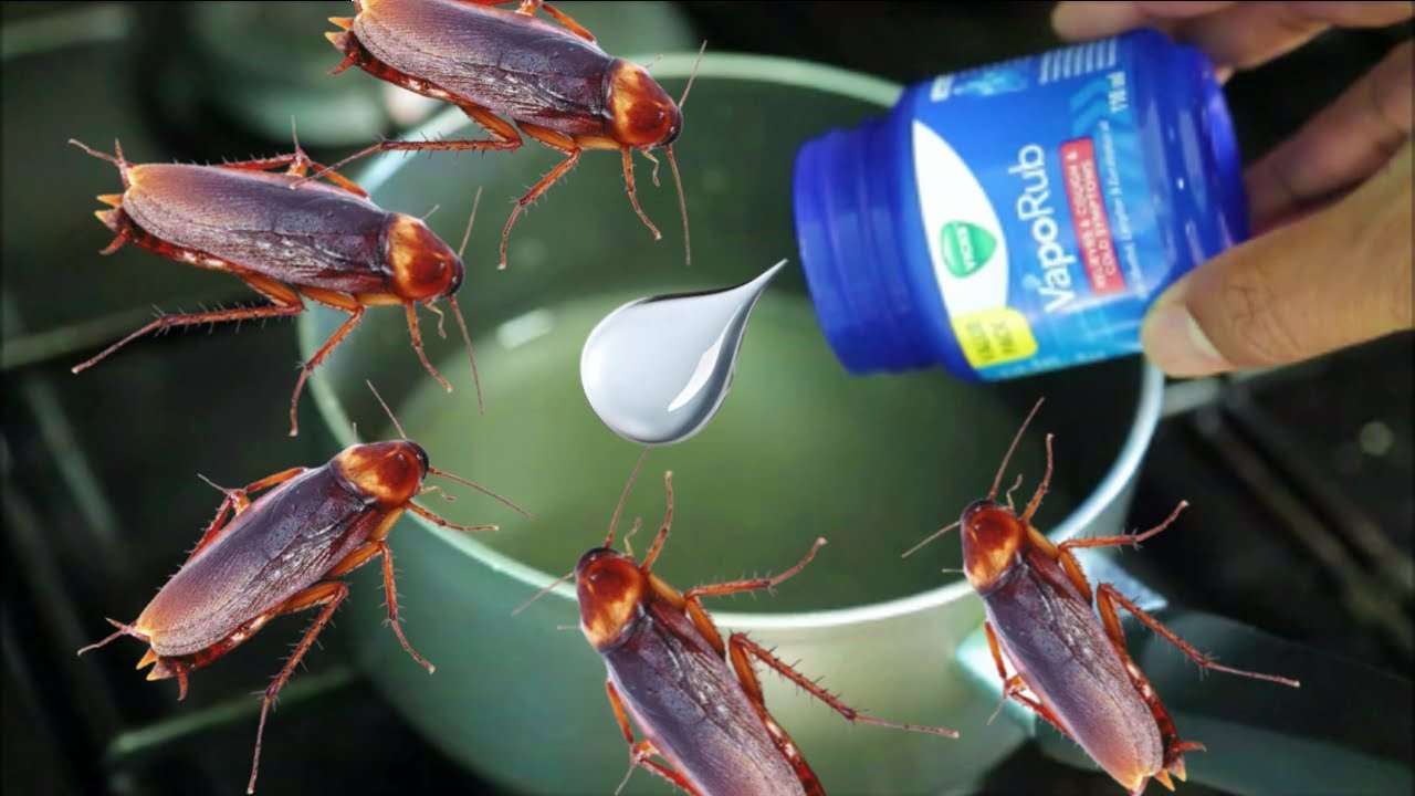 MAGIC Vicks VapoRub || How To Kill Cockroach Within ONE minute || Home ...