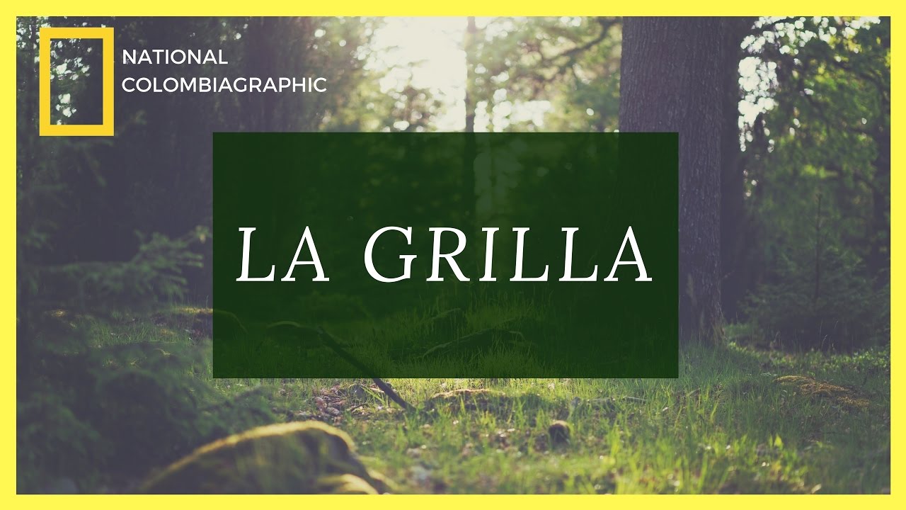 What's a grilla in Colombia | Learn Colombian Slang Words - YouTube