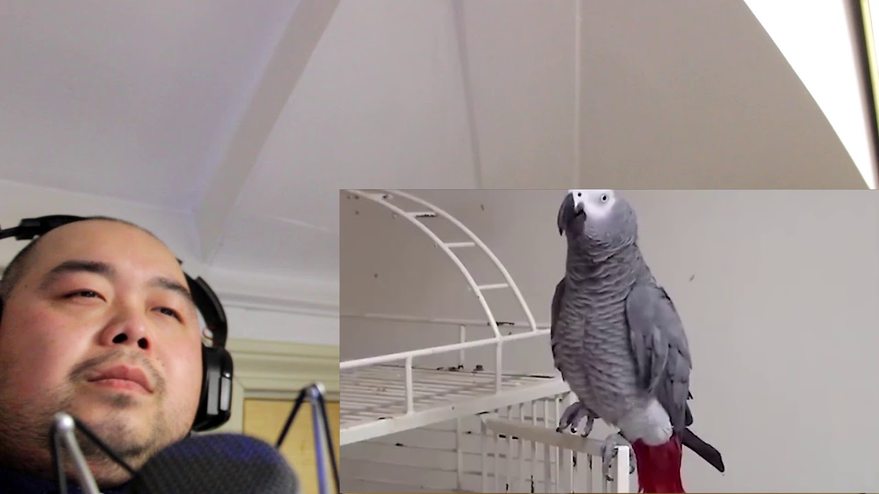 Try Not to Laugh - BIRDS CURSING CHALLENGE | reaction - YouTube
