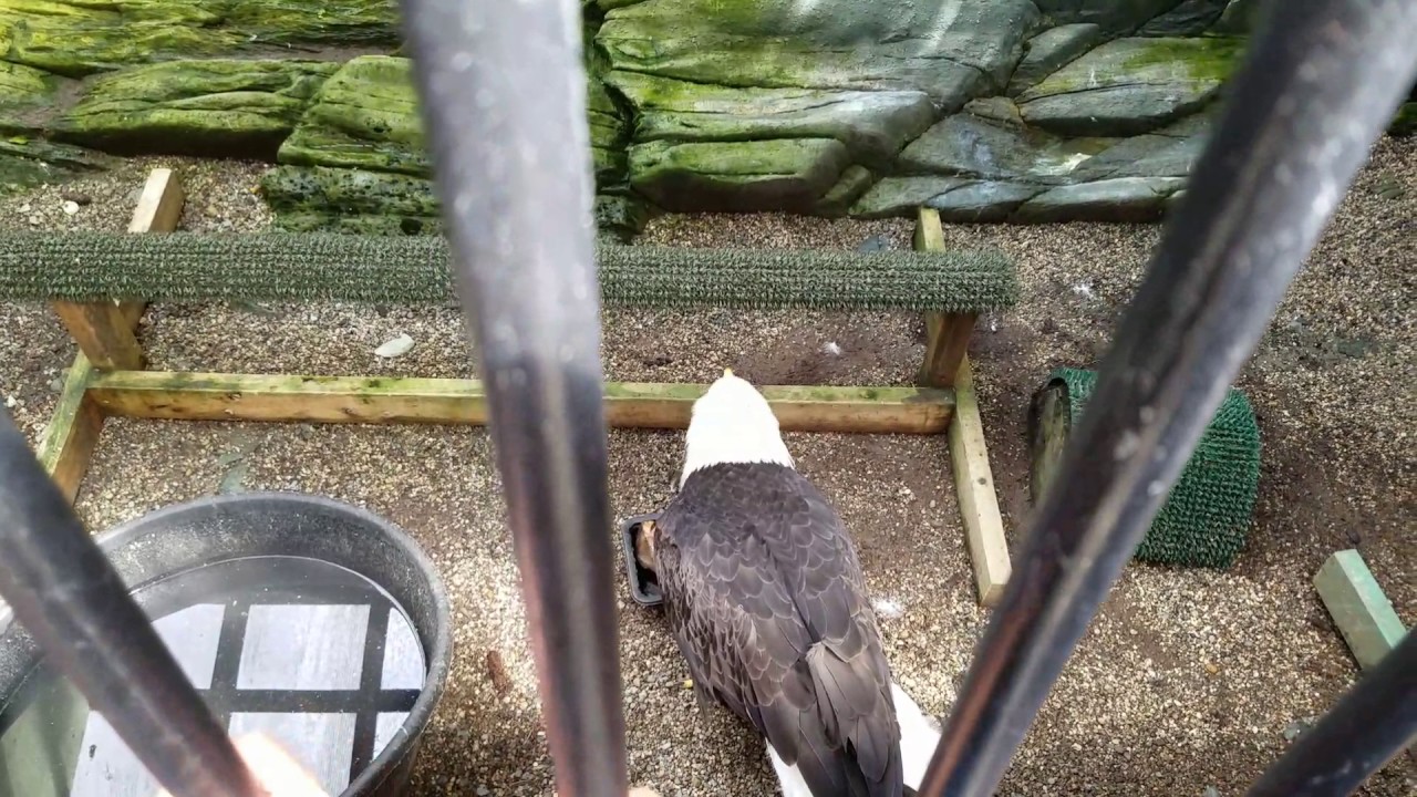 Lady Baltimore the bald eagle - YouTube
