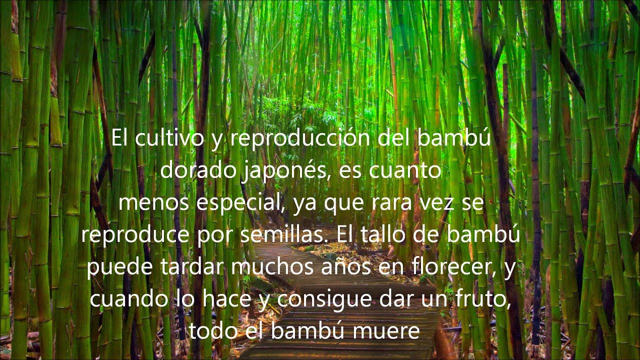 La historia del bambú - YouTube