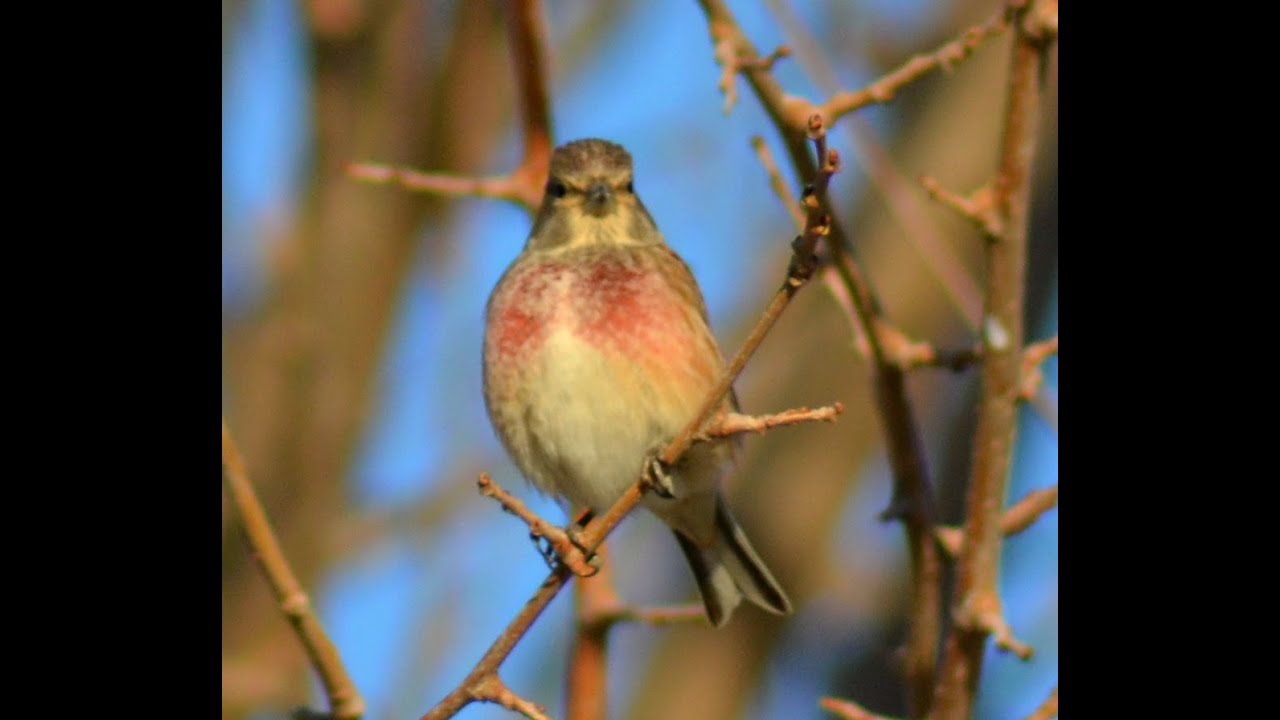 Common Linnet Song - Keten Kusu - YouTube
