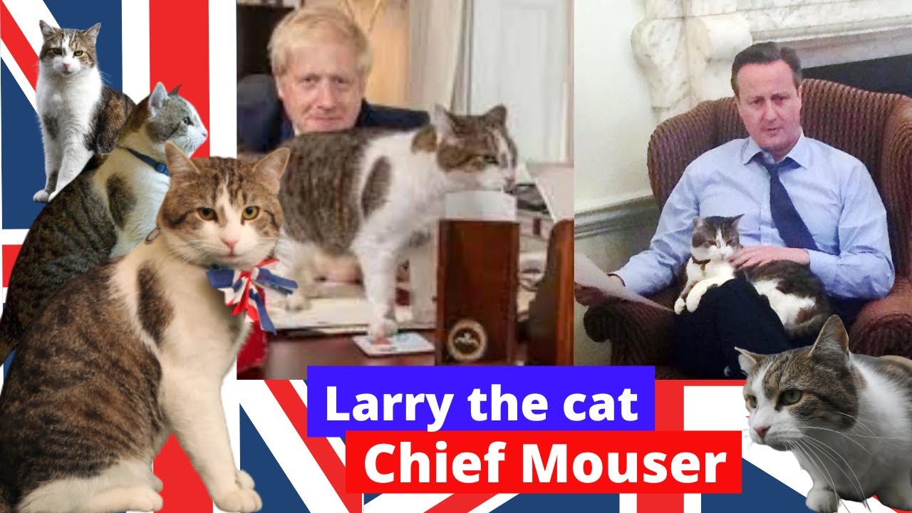 New prime minister or not, Larry the cat is here to stay | Animal Pet ...
