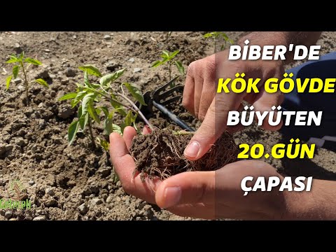 biberde gövde büyüten kök geliştiren 20. gün çapası mutlaka nazik olarak yapılmalı
