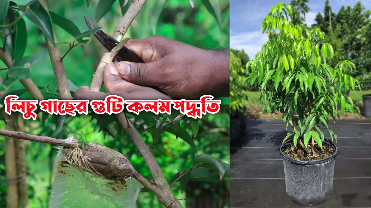 লিচু গাছে কলম করার পদ্ধতি | গুটি কলম করার পদ্ধতি | How to Grafting ...