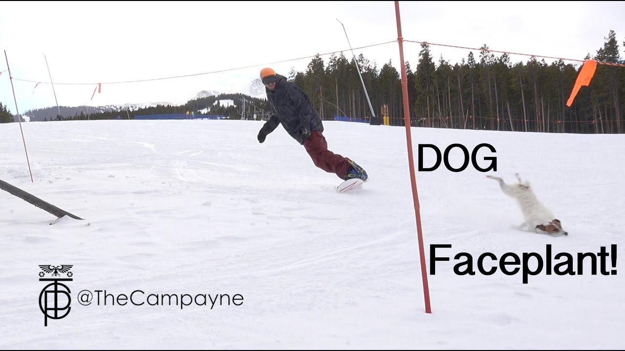 Dog Faceplants chasing Snowboarder - YouTube