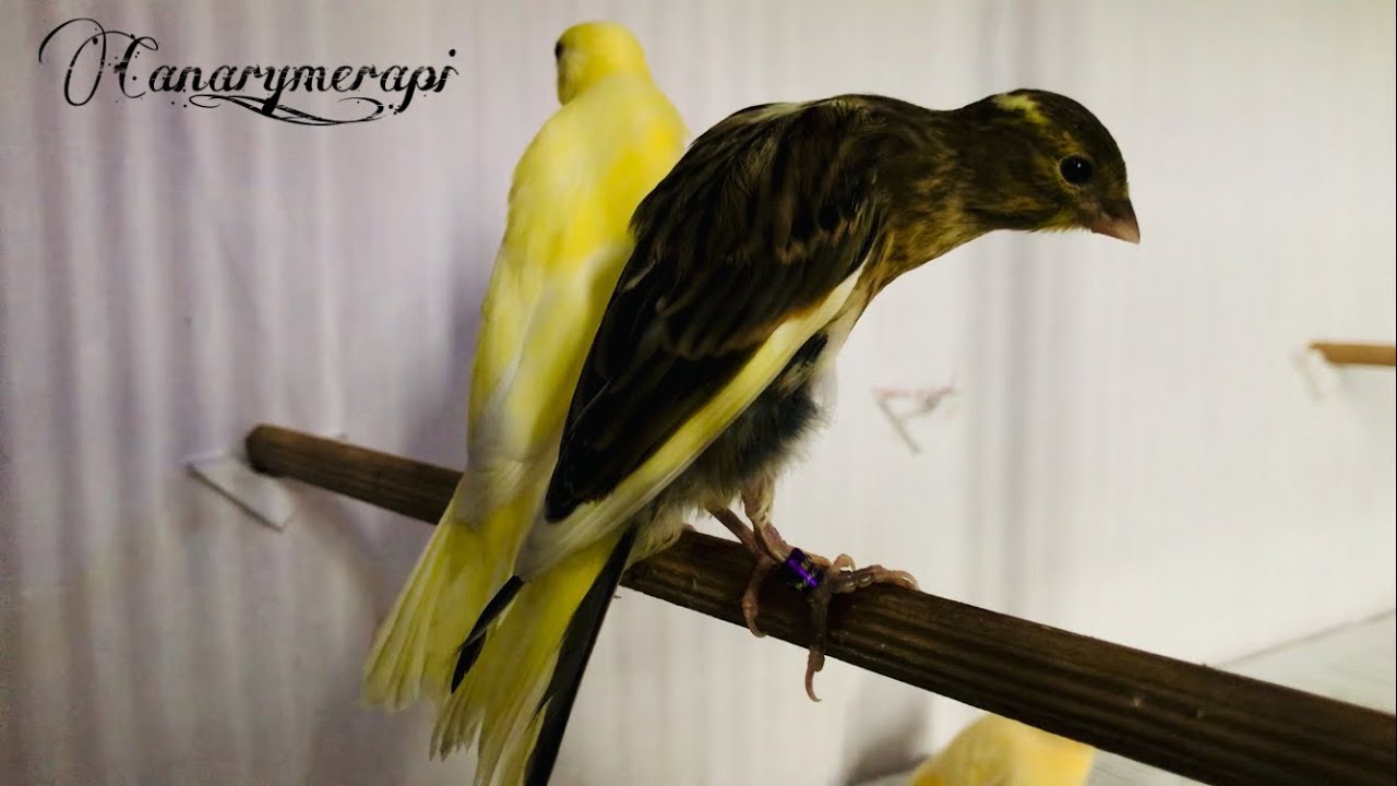 HASIL PERSILANGAN BELGIAN BOSSU X AF (F1 BB) || CANARY_MERAPI - YouTube