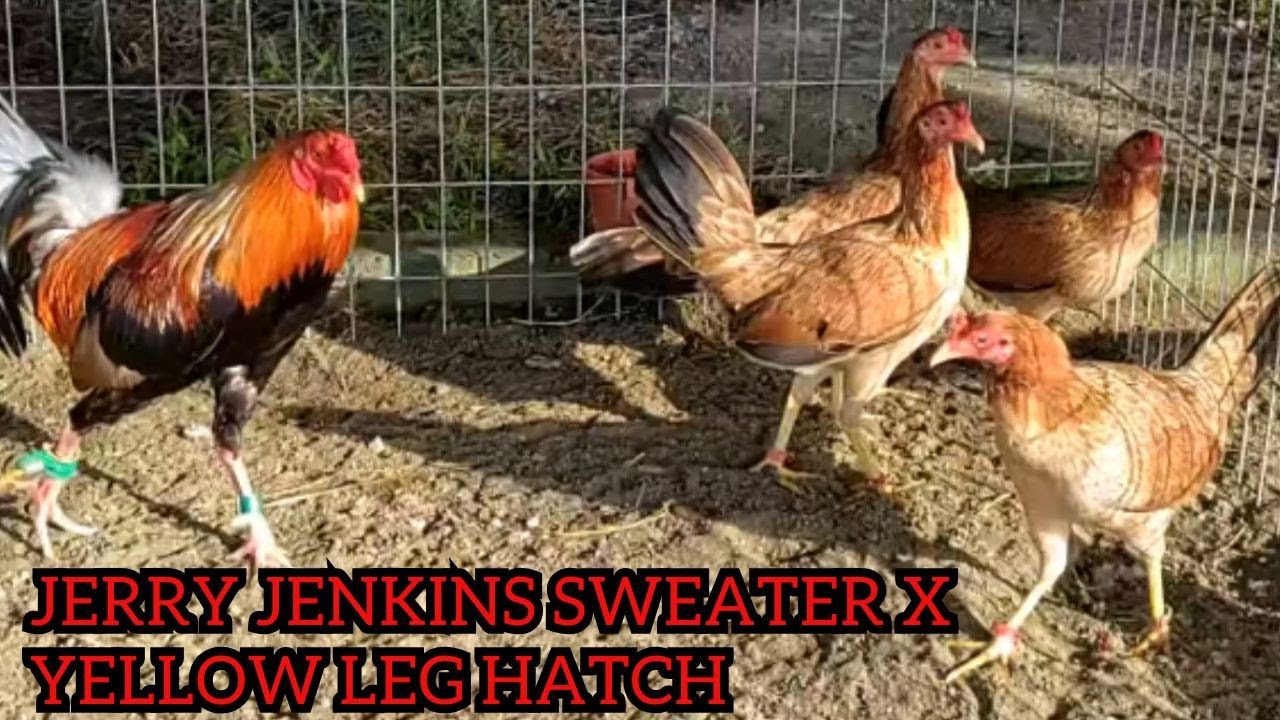 Gilmore Jerry Jenkins Sweater 226 - JUB FARM - YouTube