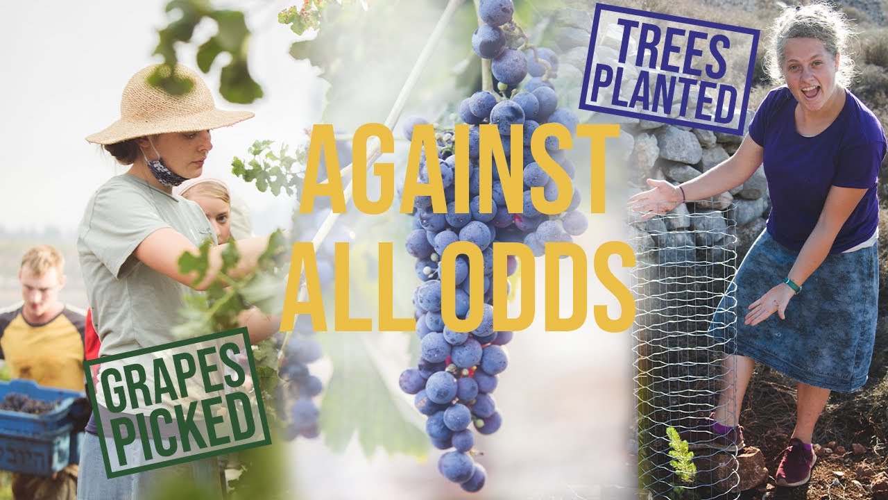 Against All Odds, Grapes Were Picked & Trees Planted in Israel This ...
