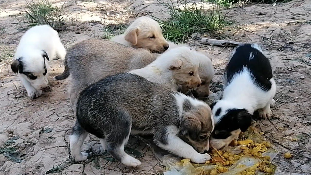 And so they wait for food every day. Dog Rescue - YouTube