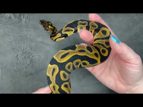 Leopard 100% het Clown / Cryptic / Piebald 66% het Desert Ghost Ball ...
