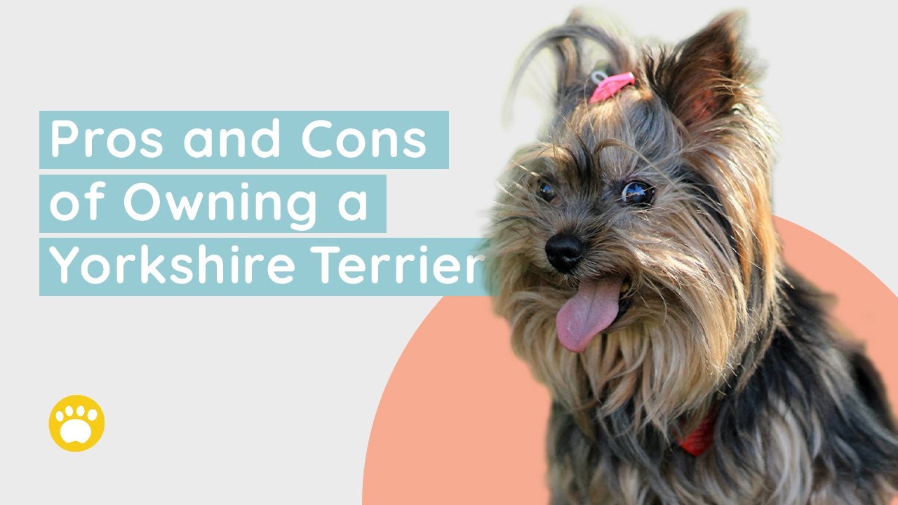 Pros and Cons of Owning a Yorkshire Terrier (Tiny but Mighty Dog) - YouTube