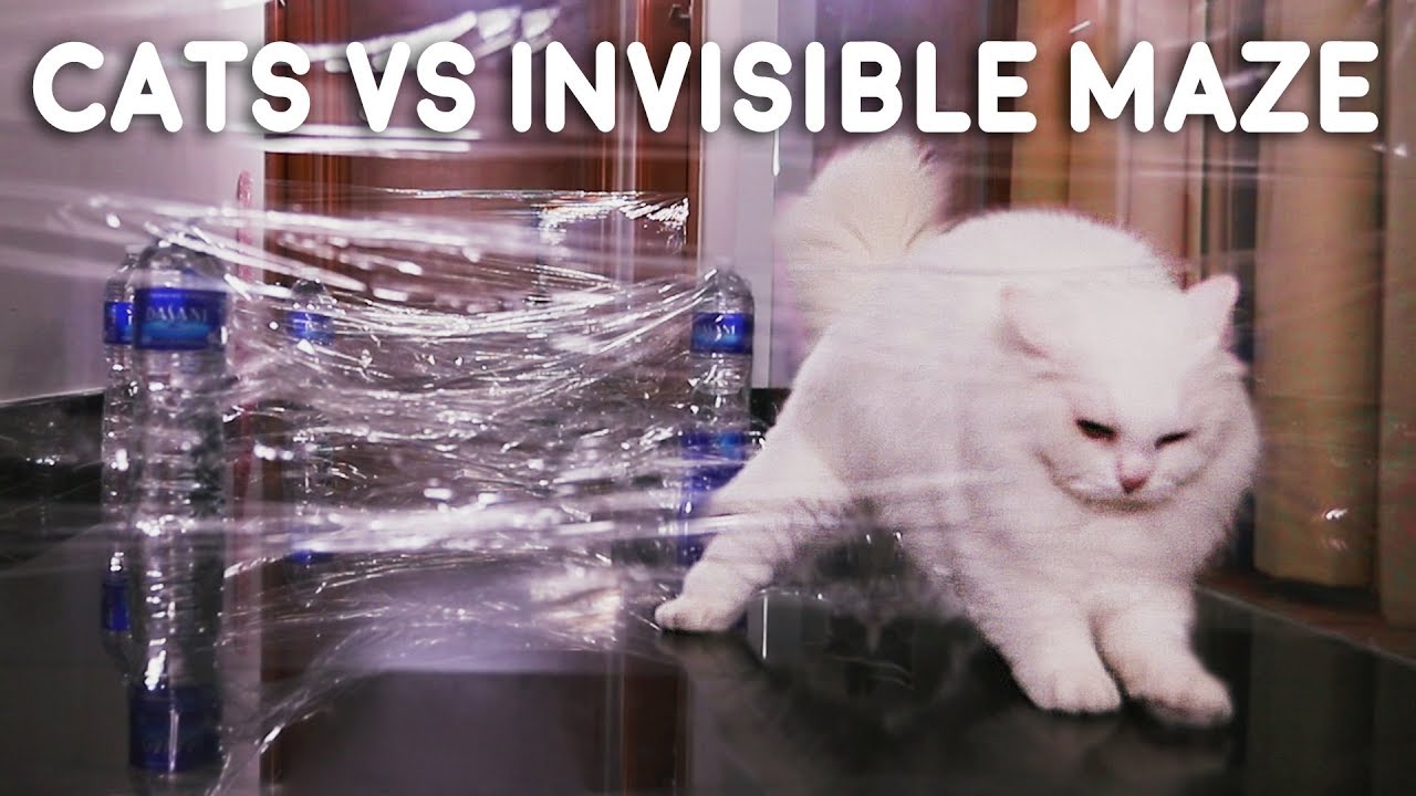 Cats vs Invisible Maze - YouTube