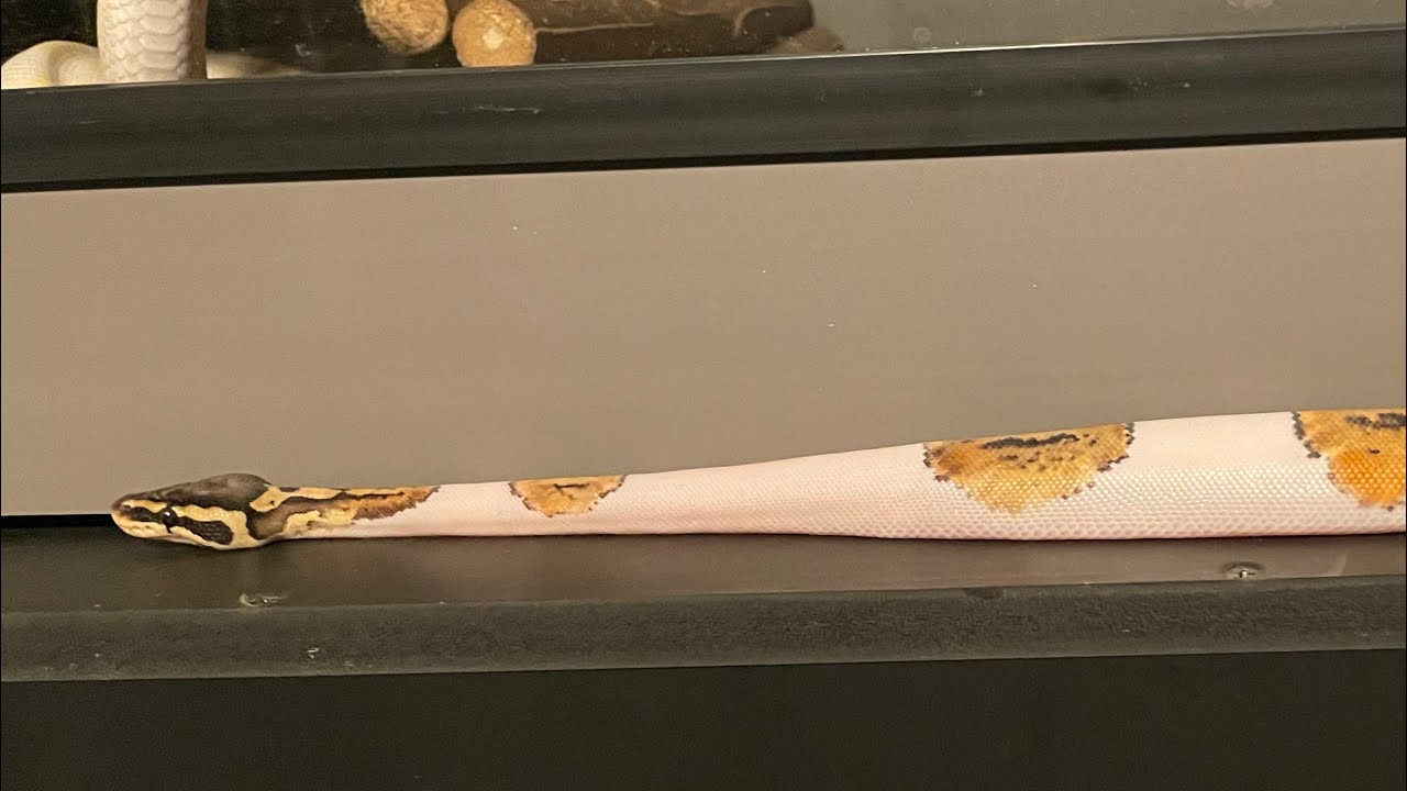 Our Repticon Haul!!! Repticon Orlando 12/2022 - YouTube