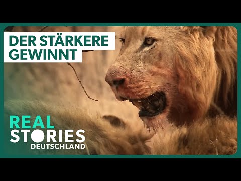 Doku: Die gefährlichsten Jäger der Savanne