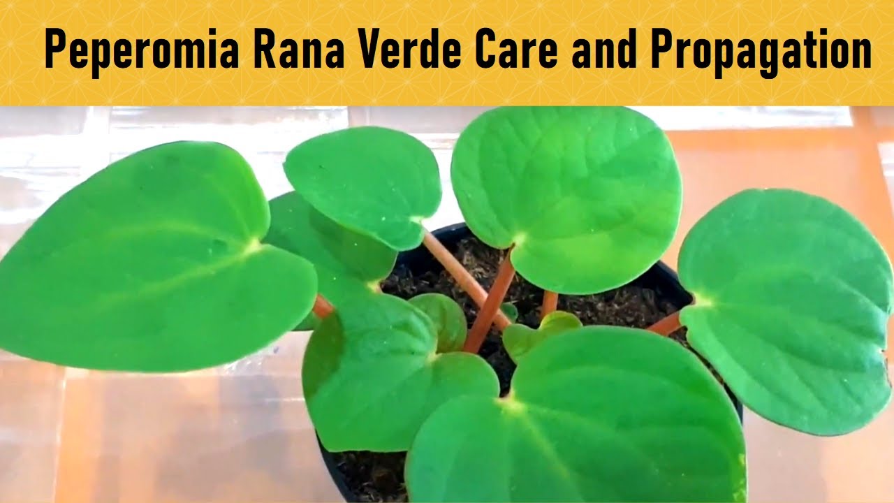 Peperomia Rana Verde Plant care and propagation - YouTube