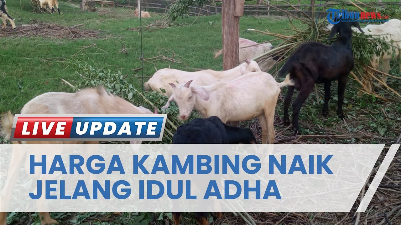 Jelang Iduladha, Harga Kambing di Kendari Naik Drastis Capai Rp 1 Juta ...