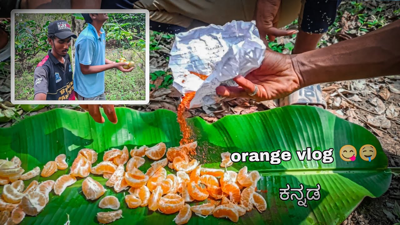 ನಮ್ಮೂರ ಕಾಫಿ ತೋಟ orange 🍊 vlog🤤 | #kannada #vlog #orange #kodagu - YouTube