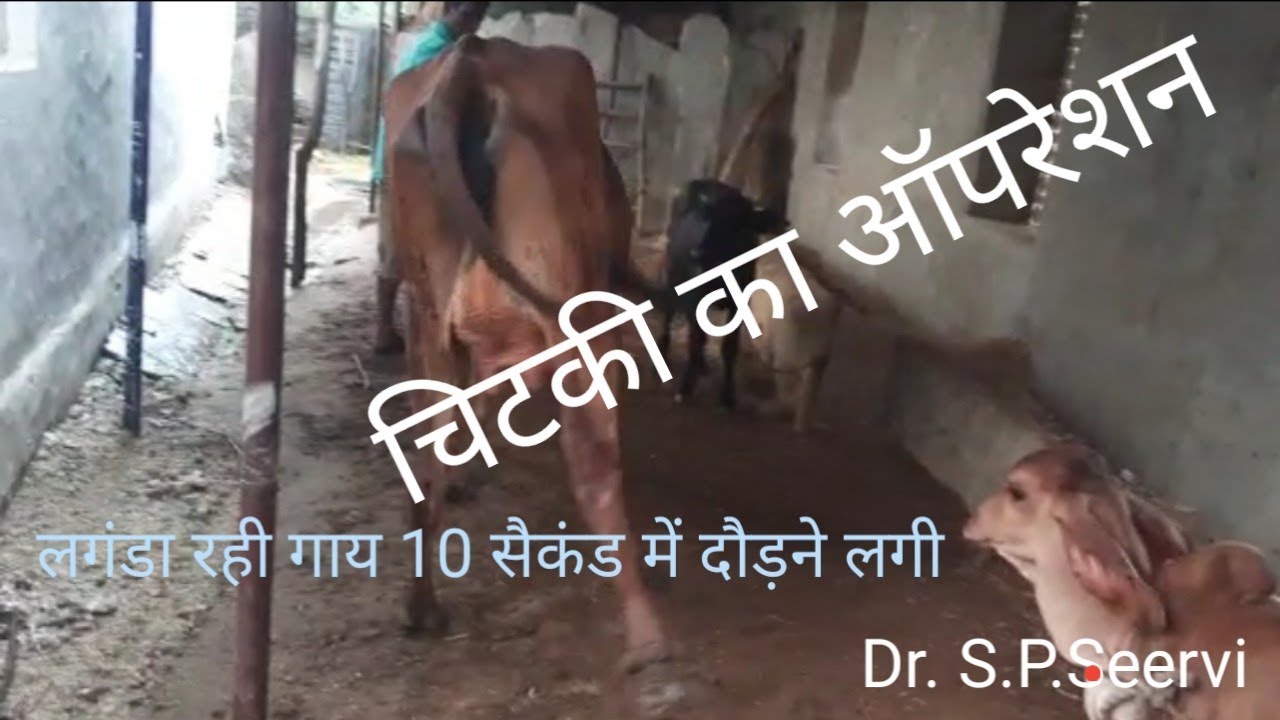MPD in cattle in standing position by Dr Sp seervi - YouTube