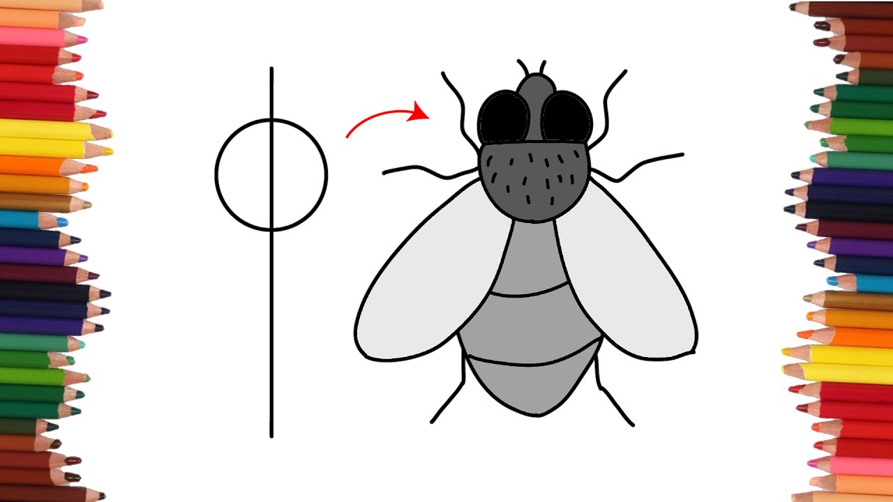 Como dibujar una mosca | Cómo dibujar Animales para niños - YouTube