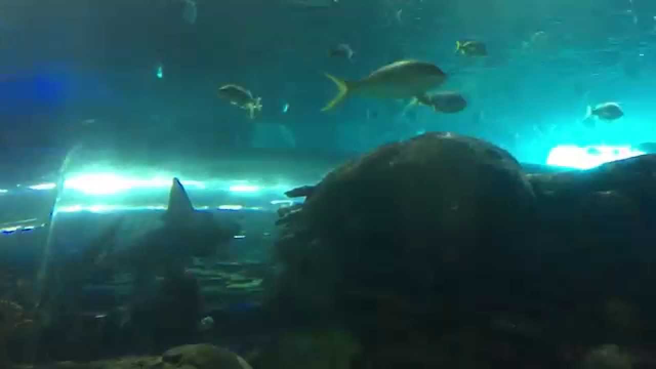 Black Tip Reef Shark and Jagged Tooth Sharks at the Aquarium - YouTube