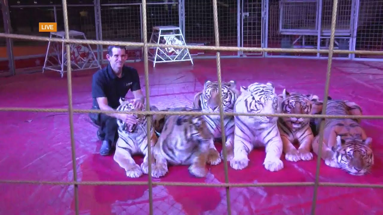 Tom and The Tigers - 02/07/20 - YouTube