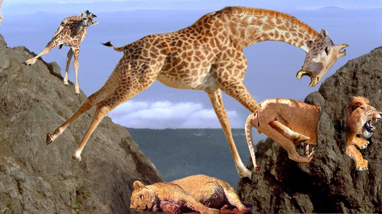 Unbelievable! Mother Giraffe Takes Down Fierce Lions Too Easily To Save ...