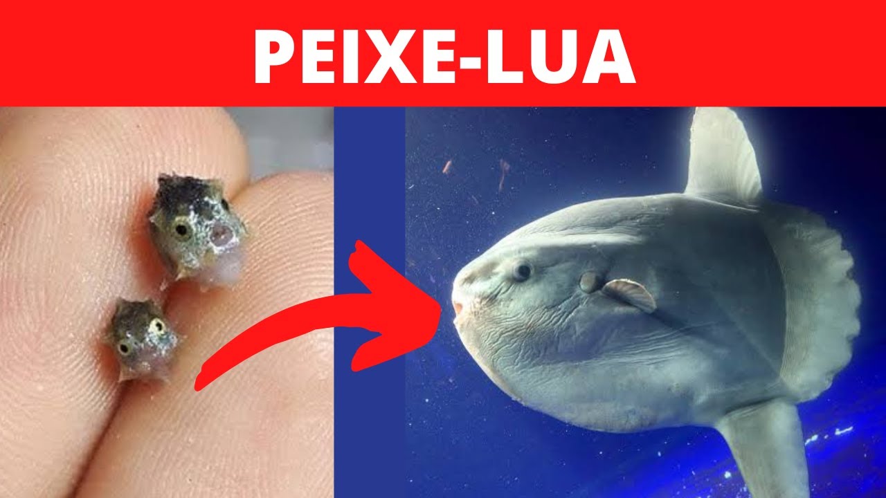 PEIXE-LUA PEIXE ÓSSEO MAIS PESADO DO MUNDO - YouTube