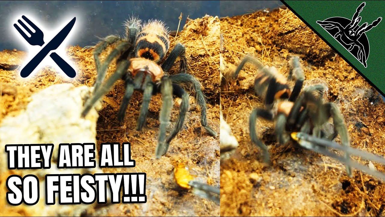 FEEDING ALL Dwarf Tarantulas! - YouTube