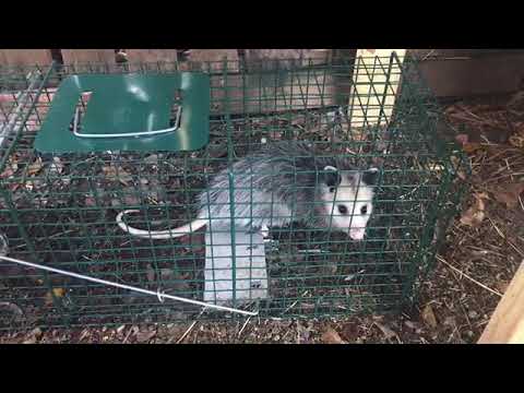 Como usar una trampa para atrapar tlacuaches y mapaches, etc. - YouTube