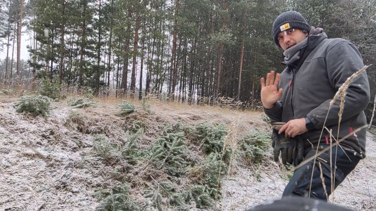 Manual Cleaning Of A Trench From Cut Branches And Trees - It's Snowing ...