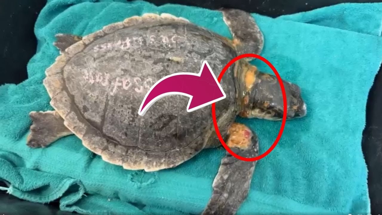 Treating a Turtle with a Large Wound on Its Shoulder and Neck # ...