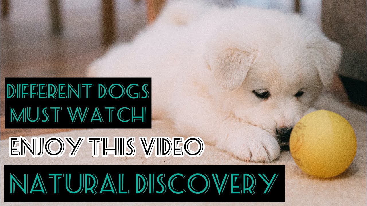 Cute Dog · Poppy Dog · Vintage Dog · Rescue Dog · | natural discovery ...