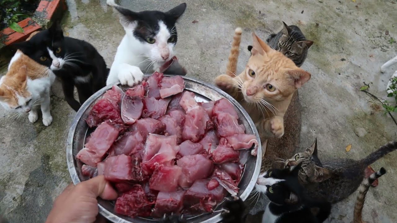 Cat Eating Raw Fish - YouTube