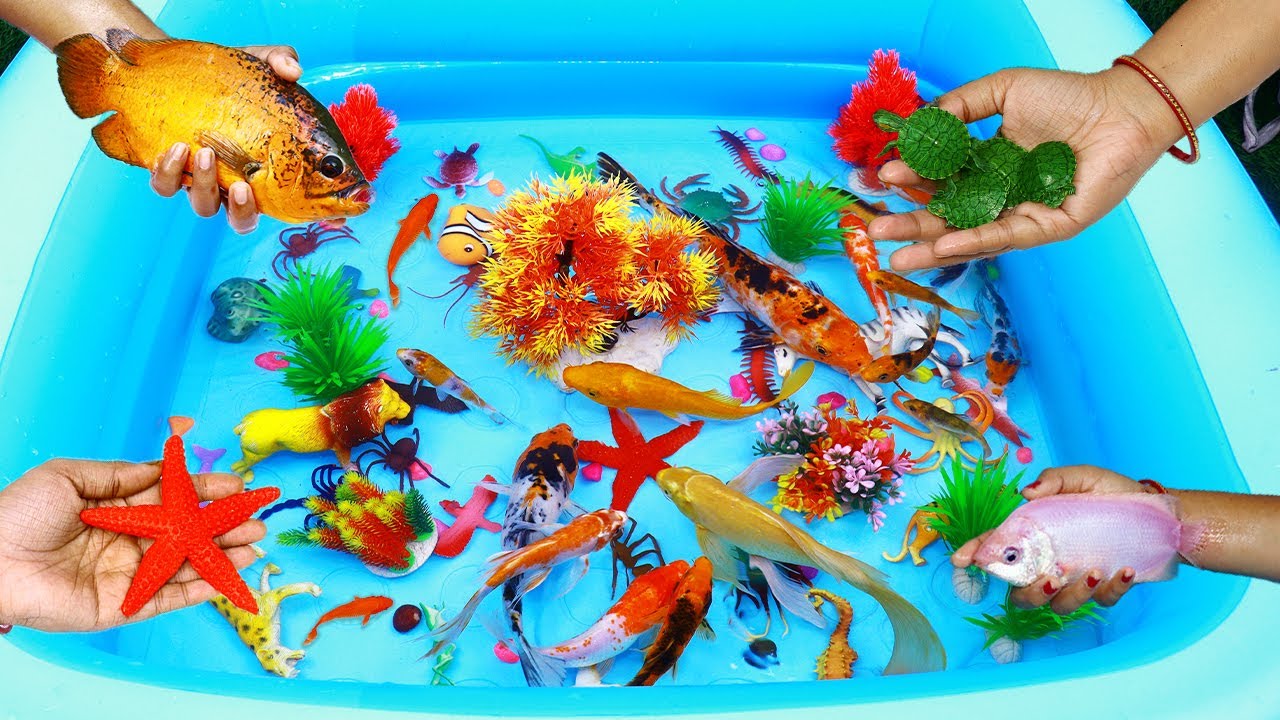 Blue pond full with animal & fishes || Star fish || koi carp - YouTube