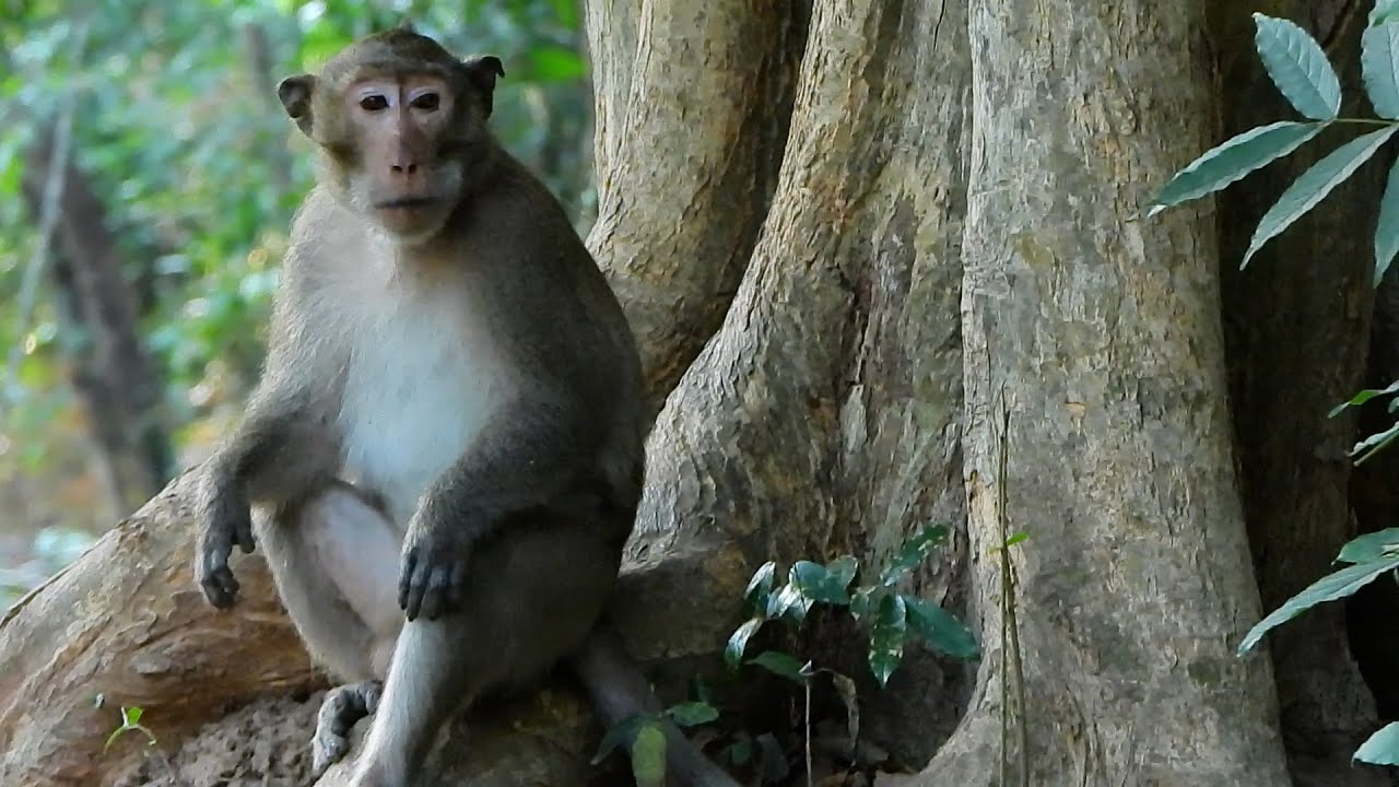 Big Monkey of Mohanokor Today - YouTube